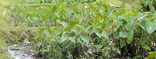 Etouffée de brèdes songe et sardines (stewed taro leaves with sardines ...