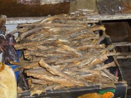 Photo Gallery – Taste of Mauritius