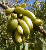 Achard bilimbi (bilimbi pickle) – Taste of Mauritius